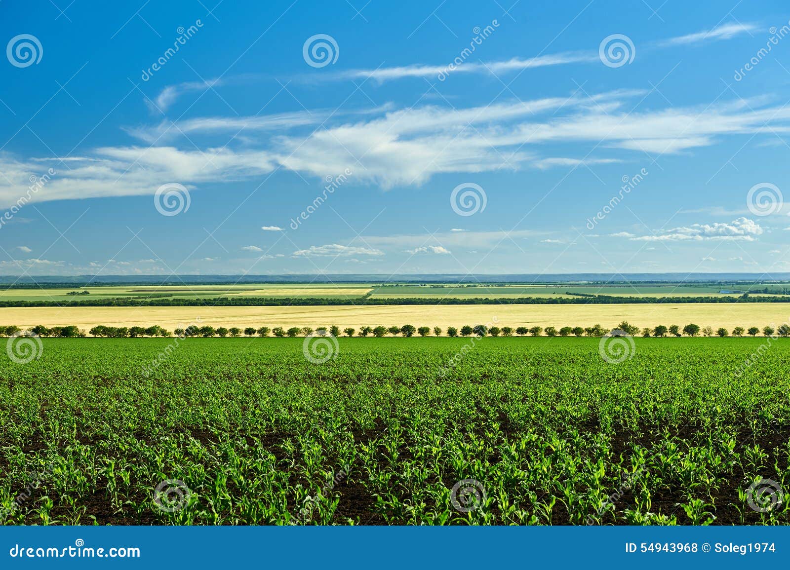Vegetable Field and Sky Summer Landscape Stock Photo - Image of ...