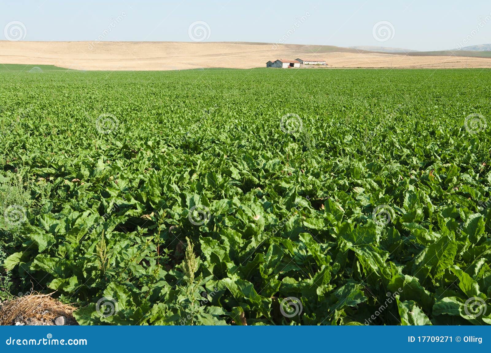 Vegetable Field in Turkey stock image. Image of plants - 17709271