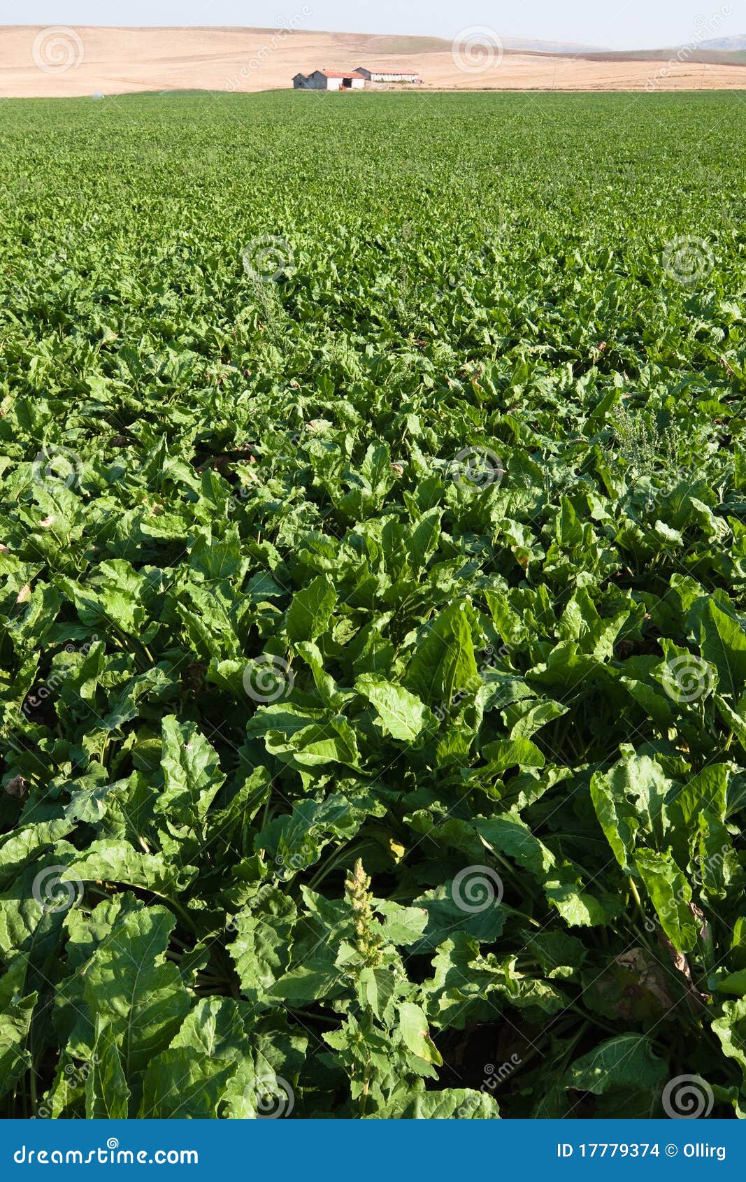Vegetable Field in Turkey stock photo. Image of rural - 17779374