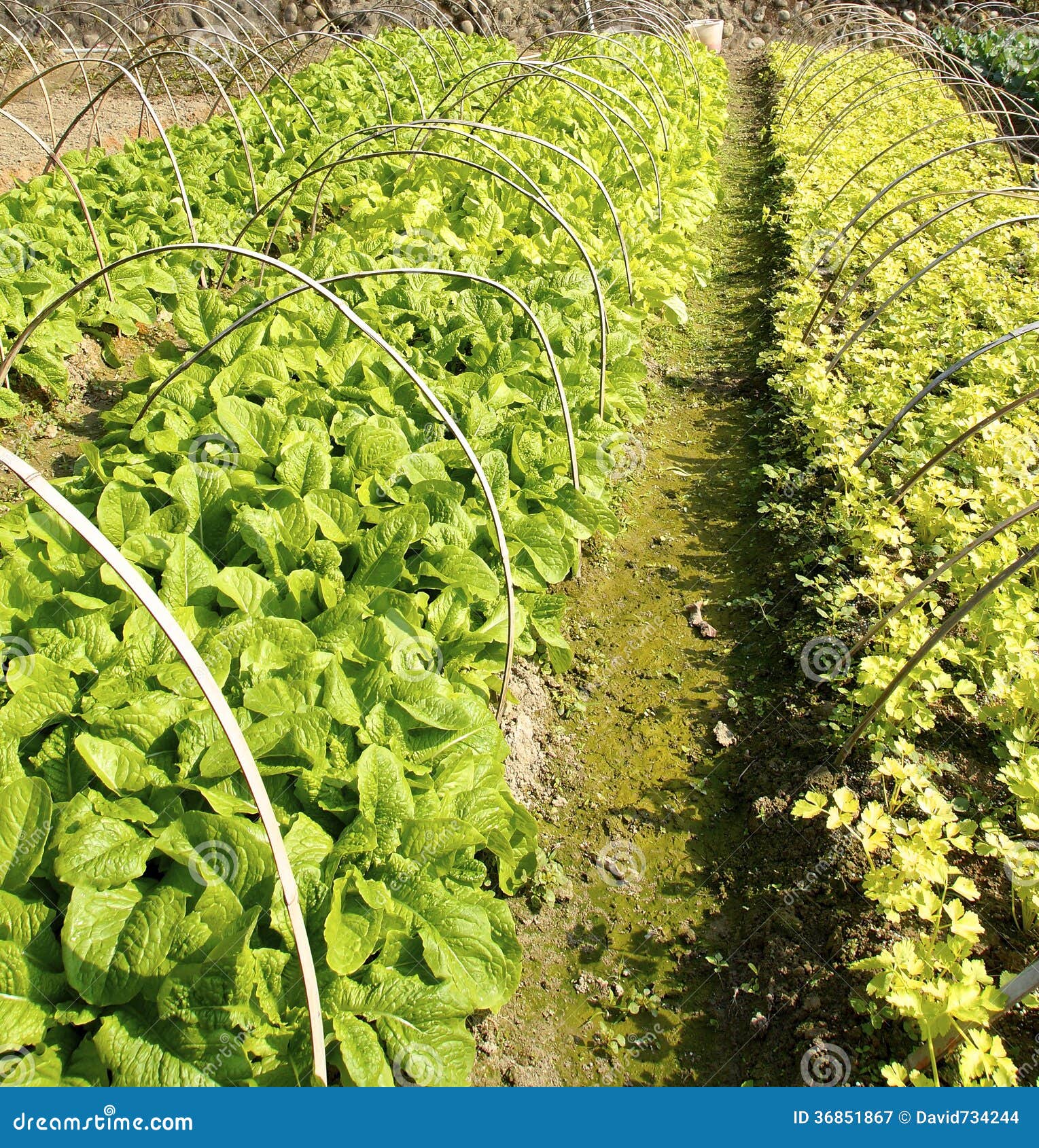 Vegetable field stock image. Image of plant, landscape - 36851867