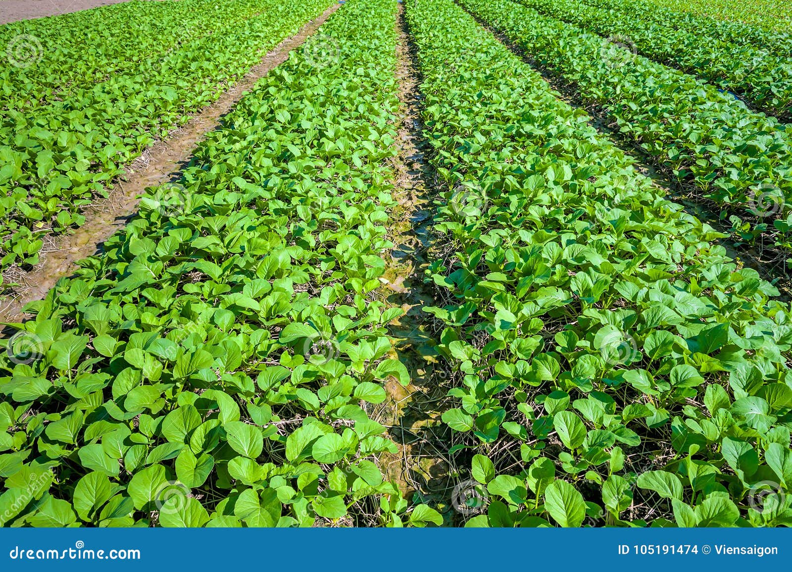 Vegetable fields on farm stock photo. Image of gardening - 105191474