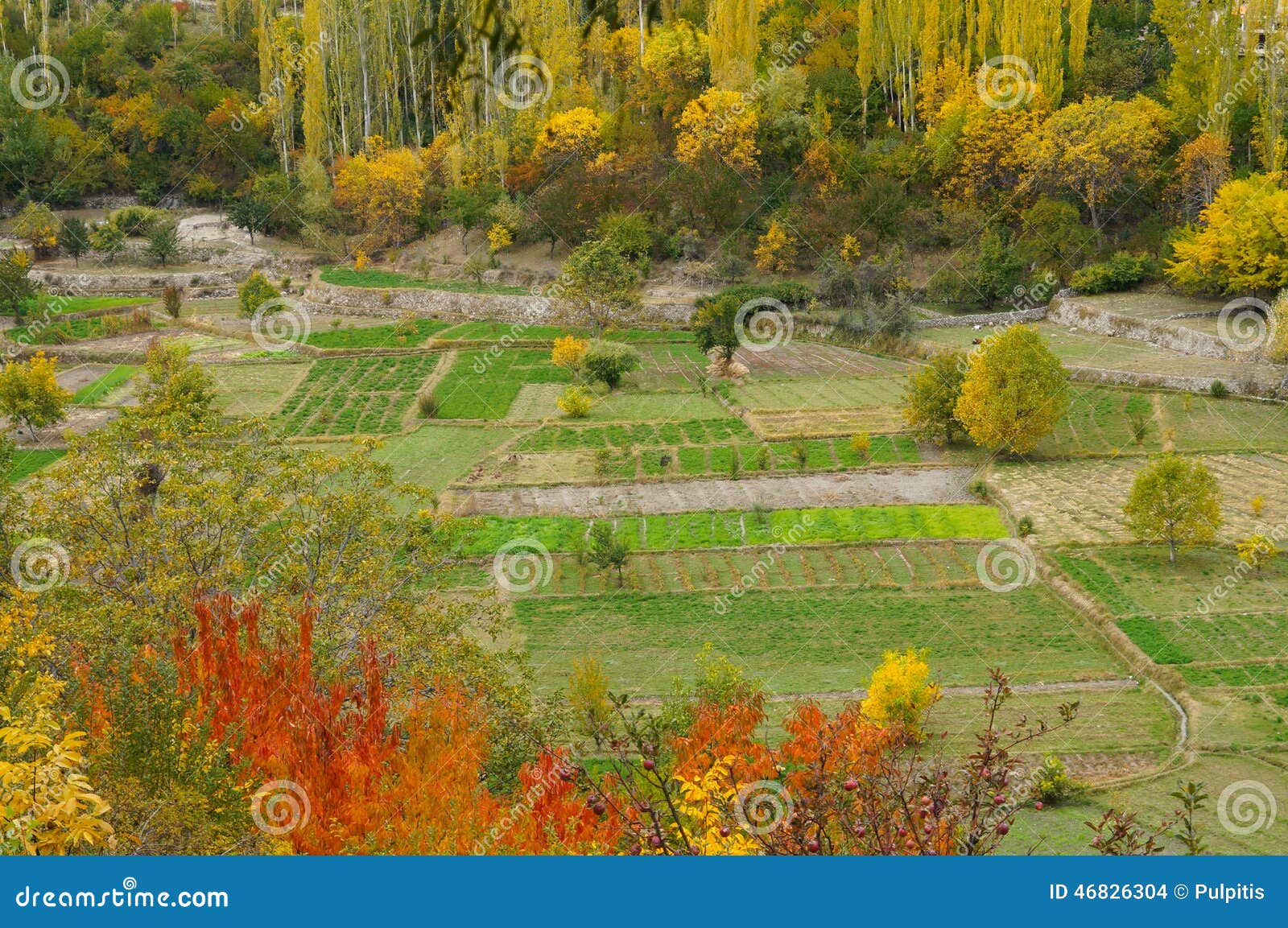 Vegetable Fields at Hunza Valley ,Northern Pakistan Stock Photo - Image ...