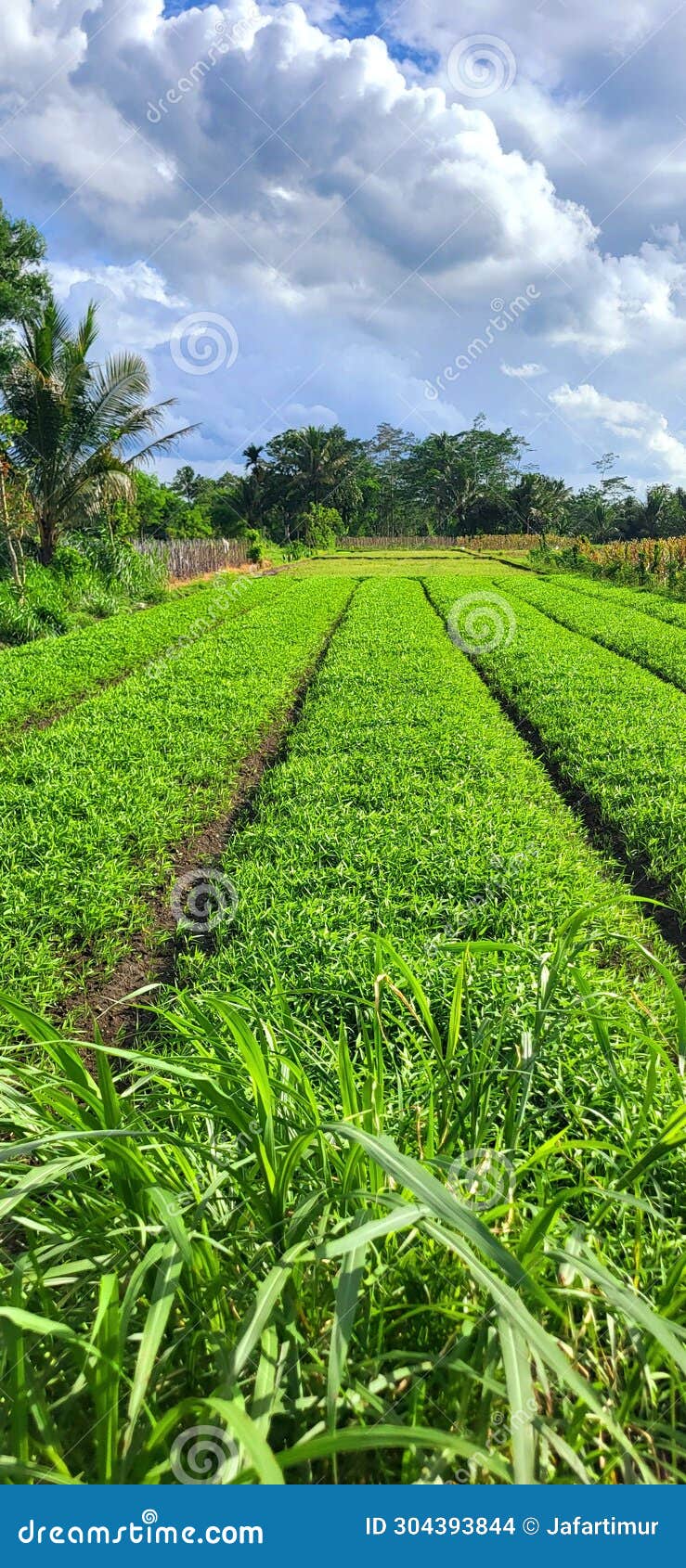 Vegetable Fields in Kambingan Tumpang East Java Indonesia Stock Photo ...