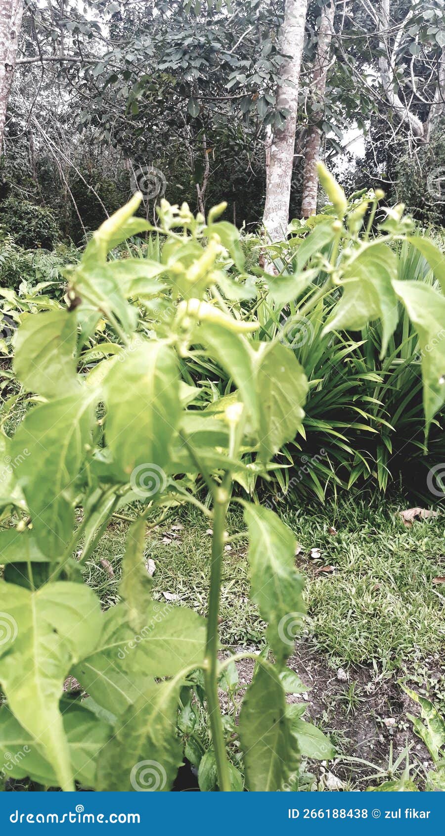 Vegetable Food To Add Yummi Hot Cayenne Pepper Stock Photo - Image of ...