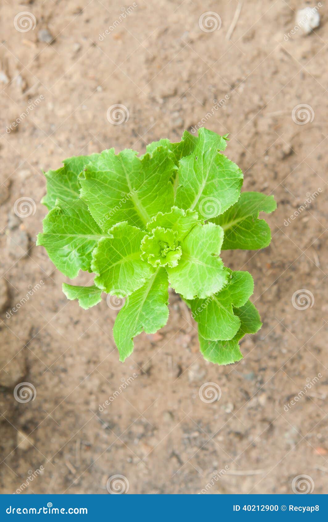 Non-farmed Vegetable - Creative Studio Shot Of Fiddlehead Fern Wild ...
