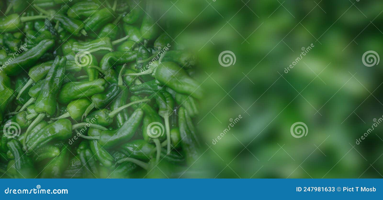 Vegetable - Green Pepper Background Stock Image - Image of herb ...