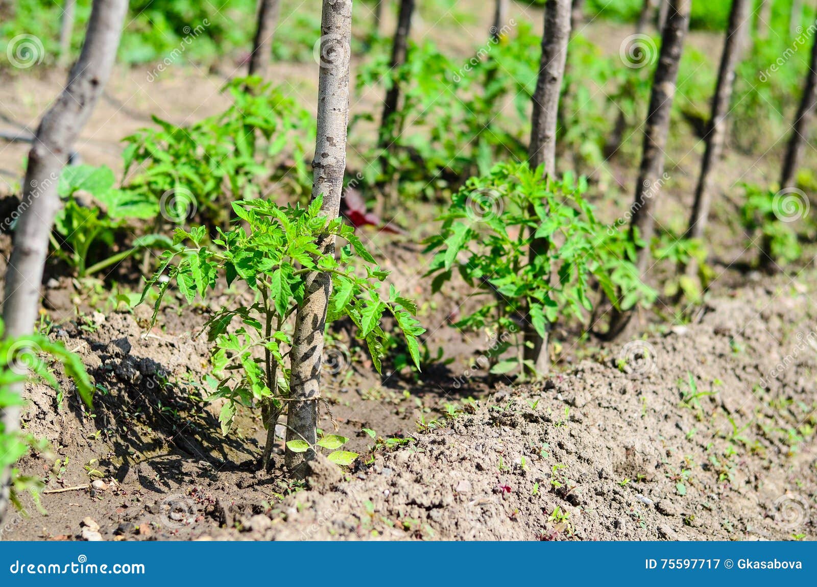Vegetable garden stock image. Image of ecology, gardened - 75597717