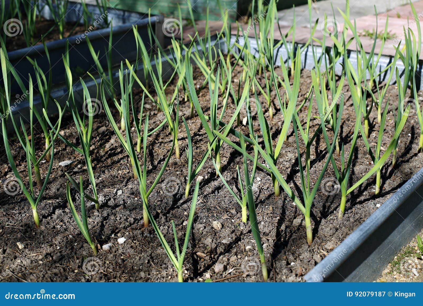 Vegetable Garden Bed for Growing Garlic Stock Image - Image of burning ...