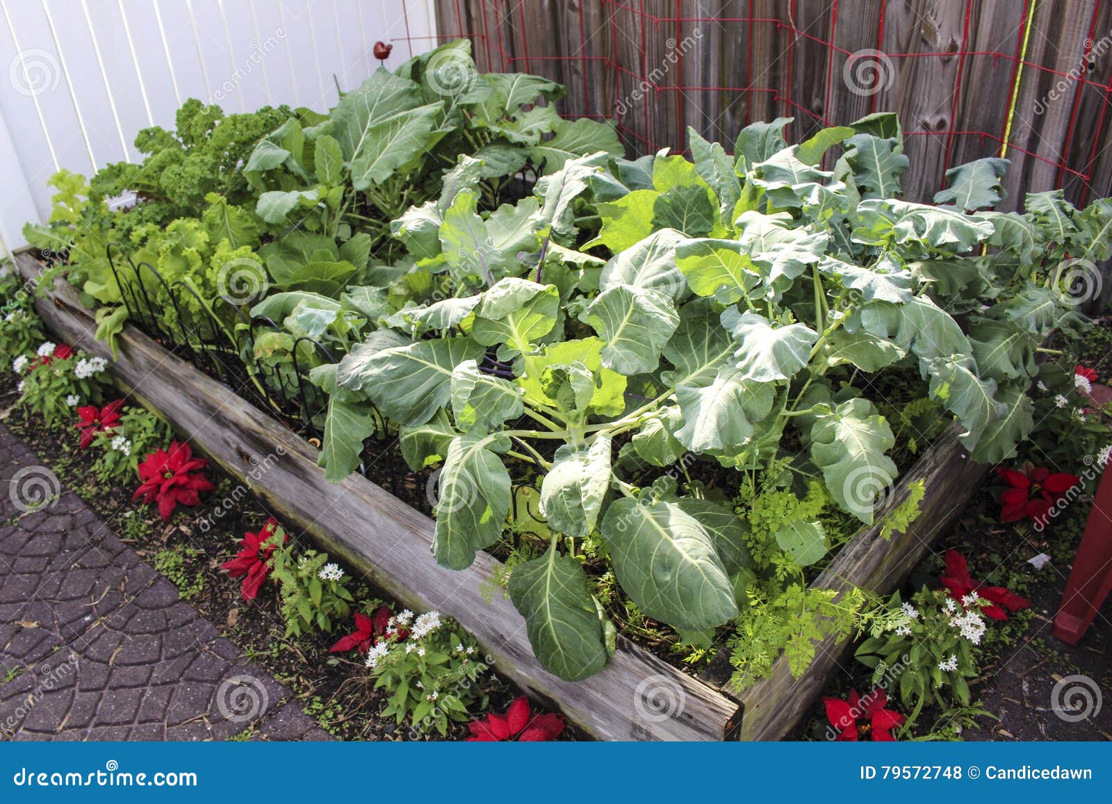 Vegetable Garden Bed stock photo. Image of nature, agriculture - 79572748