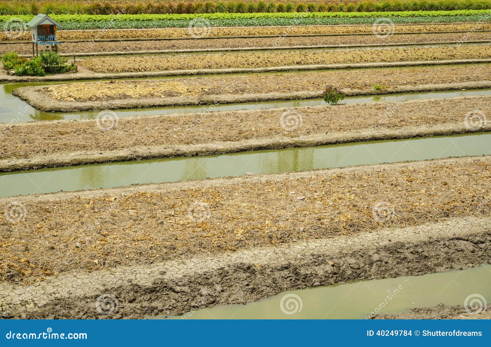 Vegetable Garden Bed Preparation Stock Photo - Image of agriculture ...
