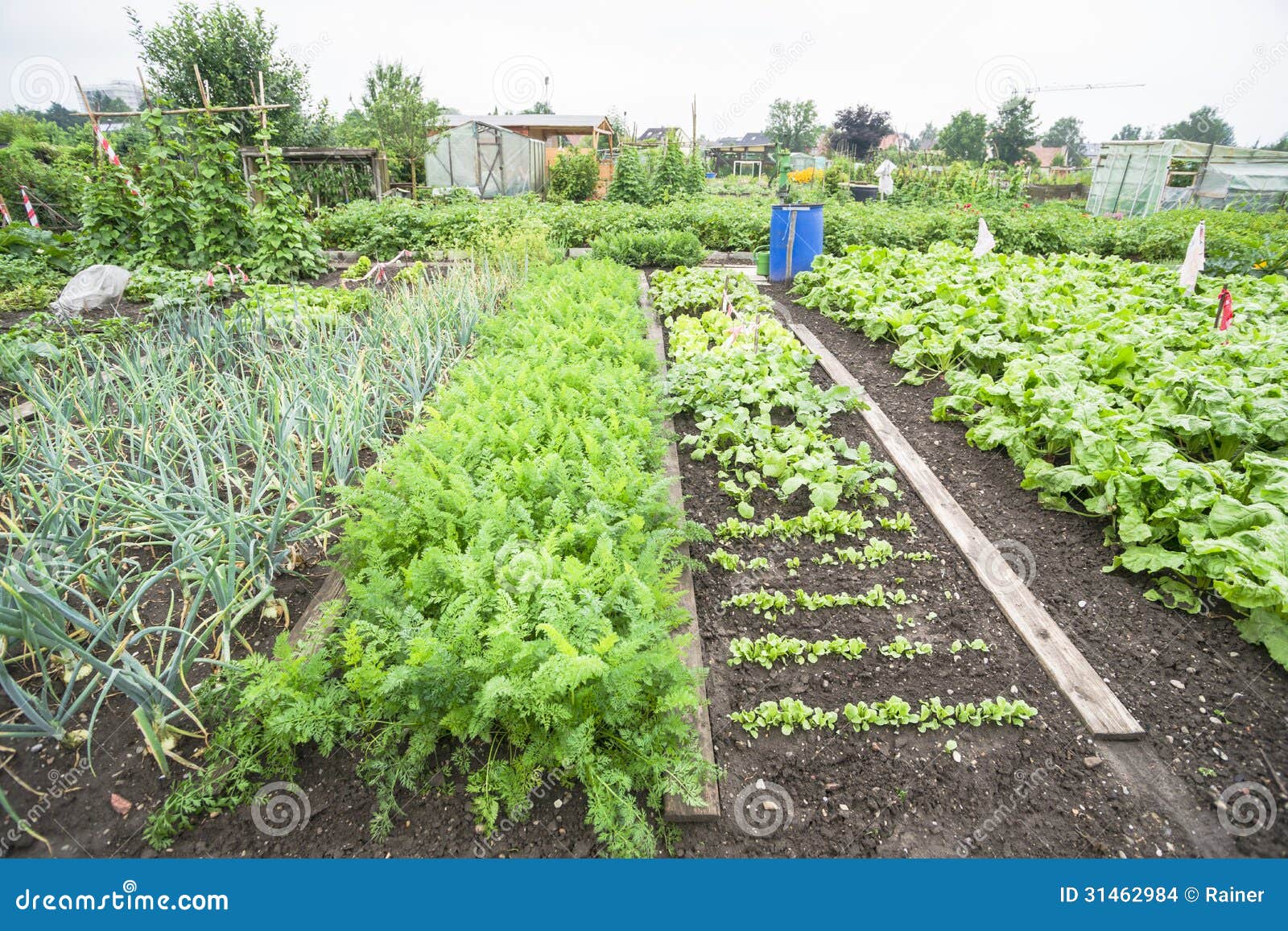 Vegetable Garden Beds stock photo. Image of organic, soil - 31462984