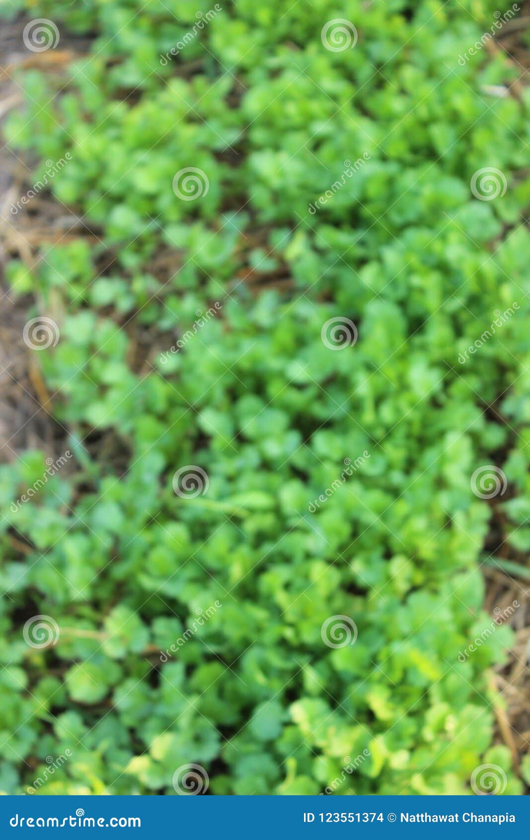 Vegetable Garden blur stock photo. Image of healthy - 123551374