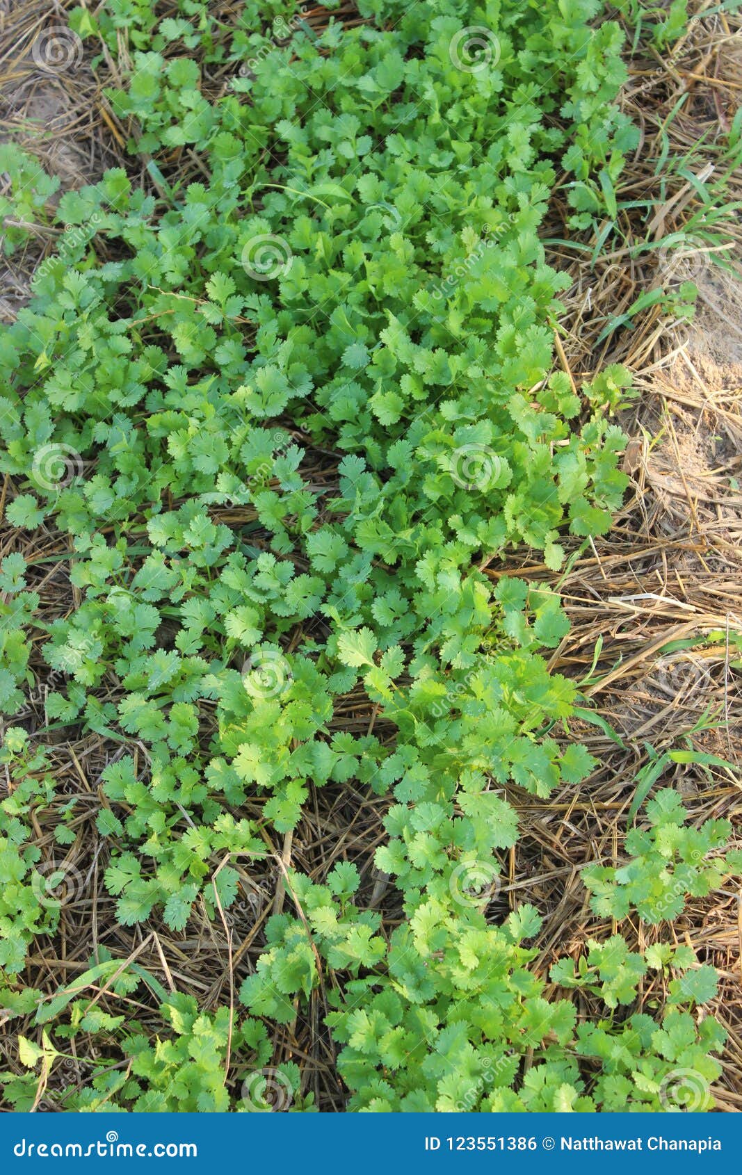Vegetable Garden blur stock photo. Image of healthy - 123551386