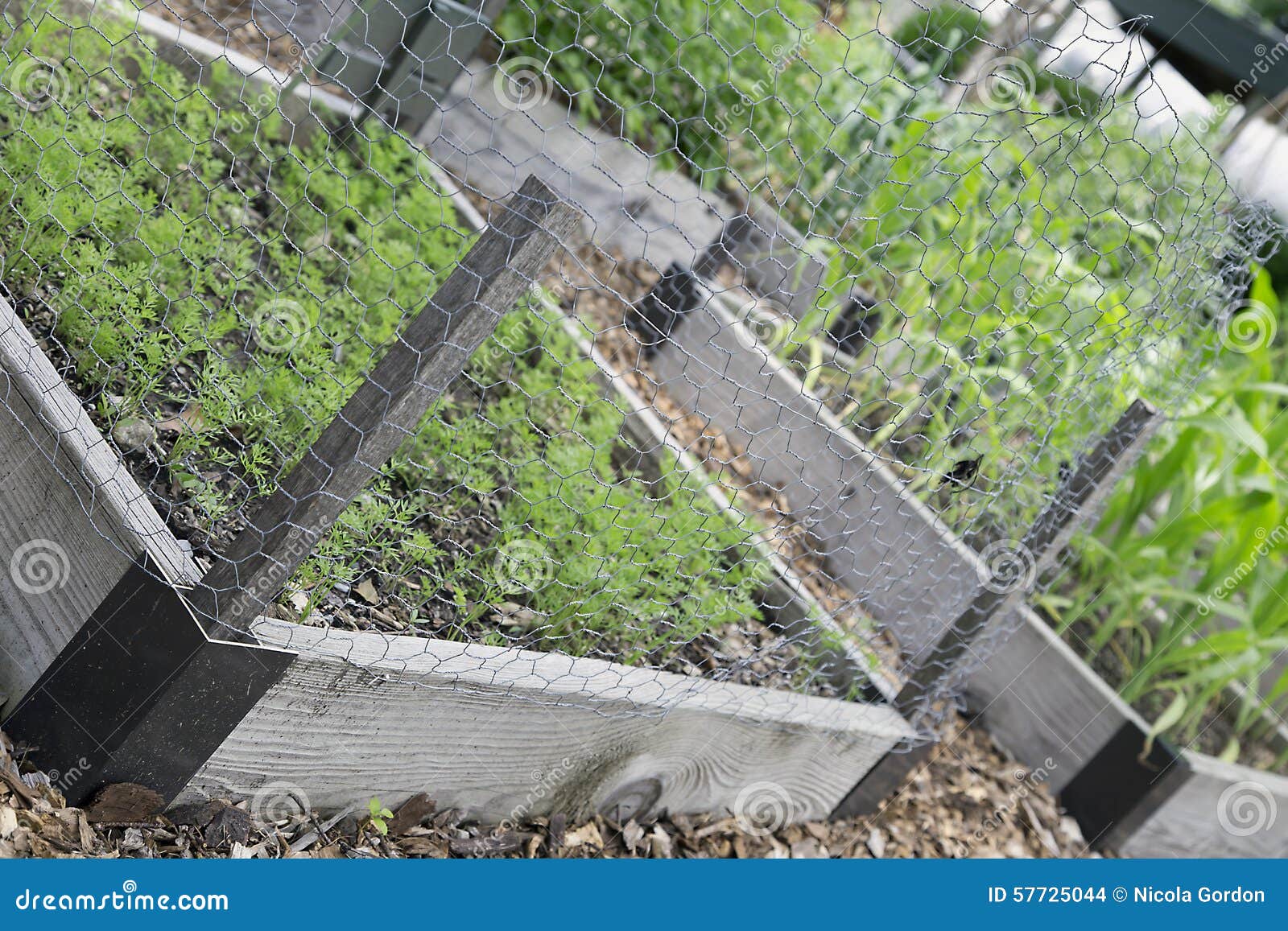 Vegetable Garden in Boxes stock photo. Image of grown - 57725044