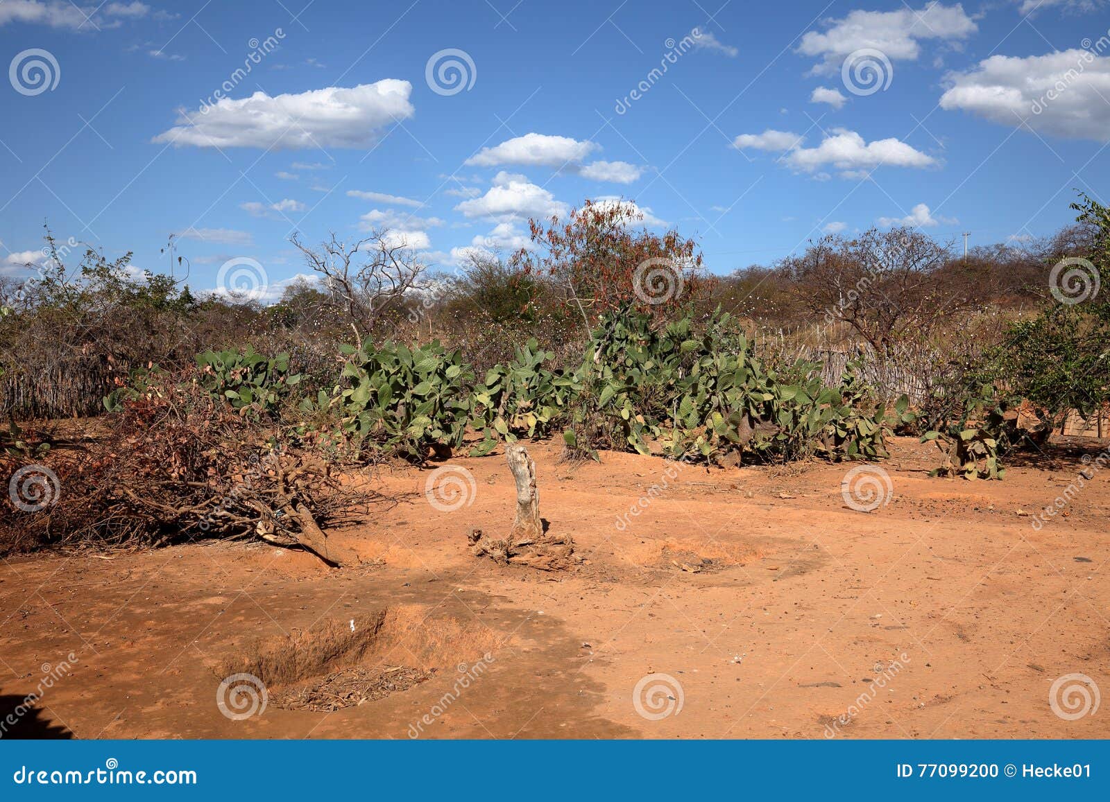 Vegetable Garden in the Caatinga in Brazil Stock Photo - Image of ...