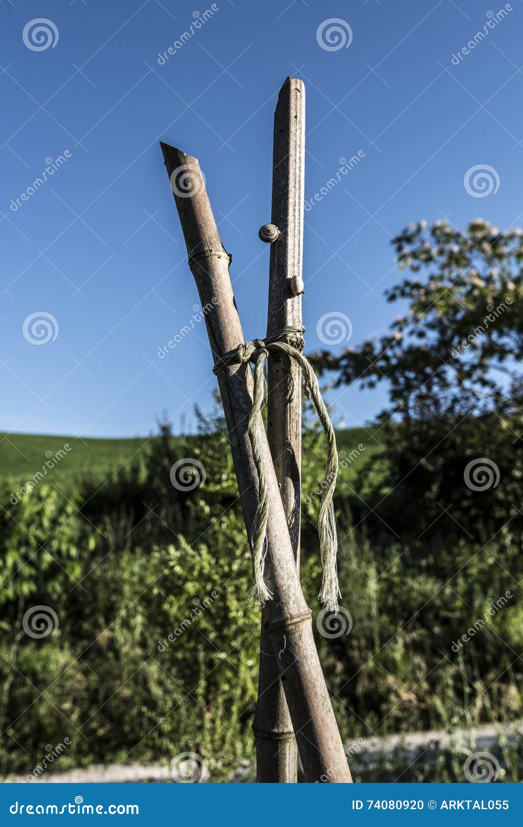 Vegetable Garden Canes Structure Stock Photo - Image of sunlight ...