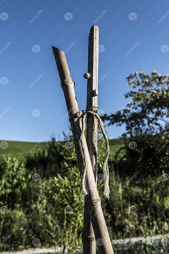 Vegetable Garden Canes Structure Stock Photo - Image of sunlight ...