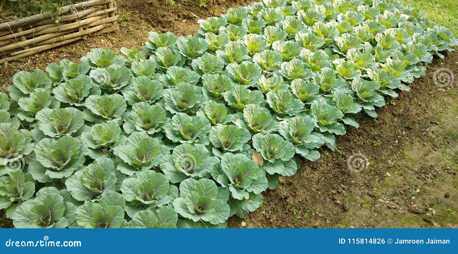 Vegetable Garden Color Green Texture Stock Photo - Image of lettuce ...