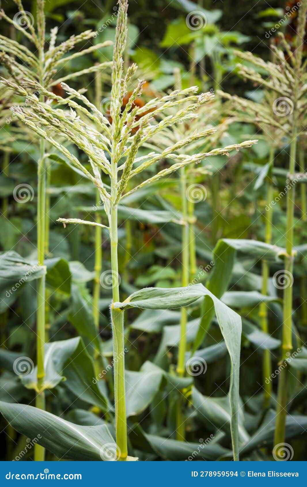 Vegetable garden - corn stock photo. Image of flowering - 278959594