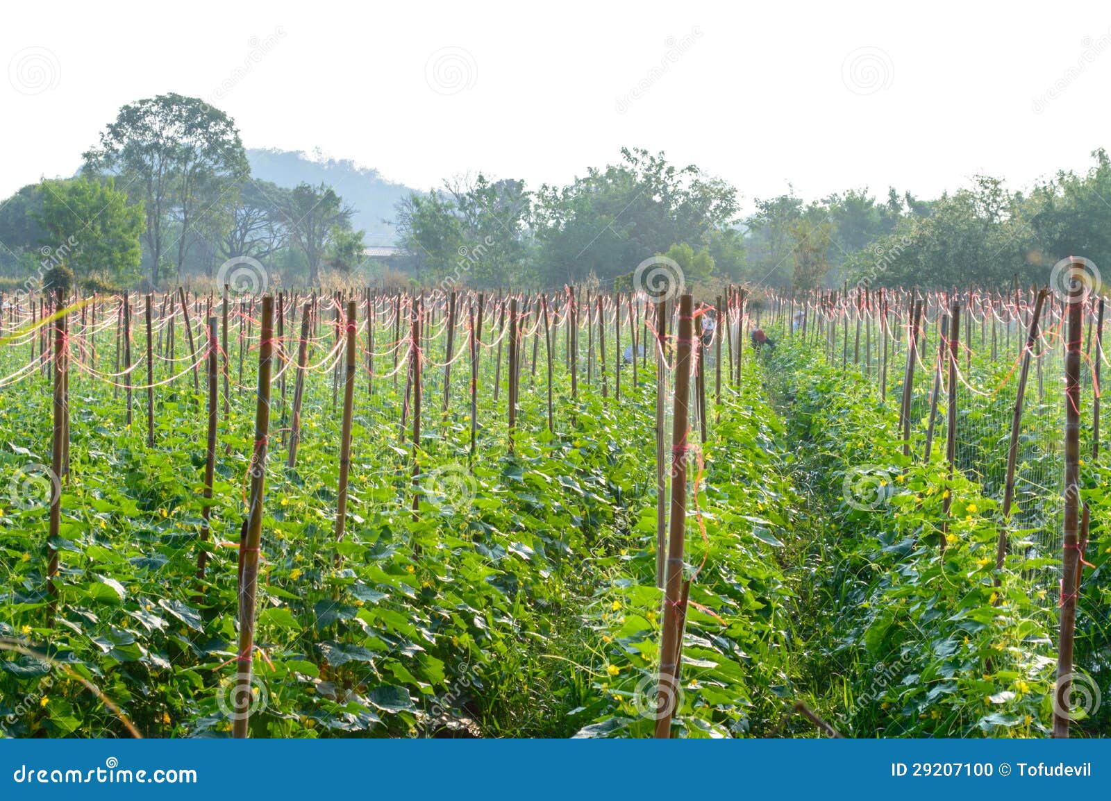 A Vegetable Garden of Cucumber in Countryside. Stock Photo - Image of ...