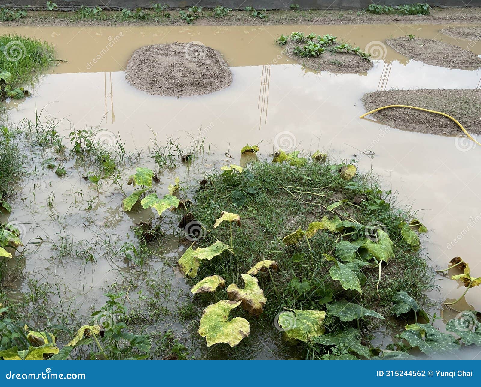 The Vegetable Garden is Flooded Stock Photo - Image of agriculture ...