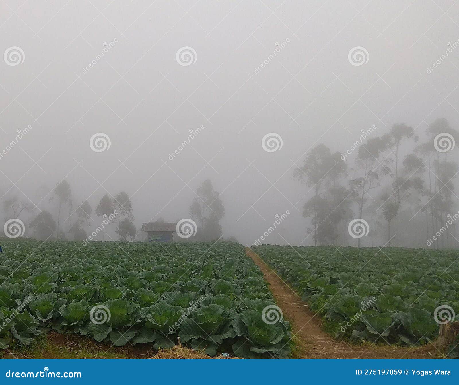 Vegetable Garden and Fog stock image. Image of horizon - 275197059