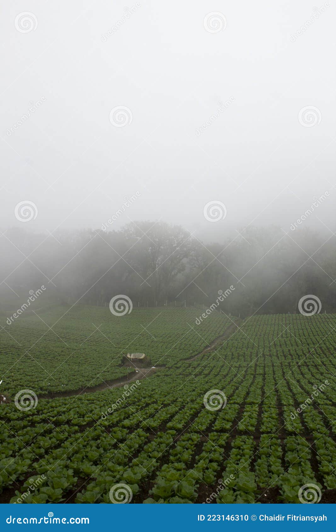 Vegetable Garden and Fog Around the Garden Stock Photo - Image of ...