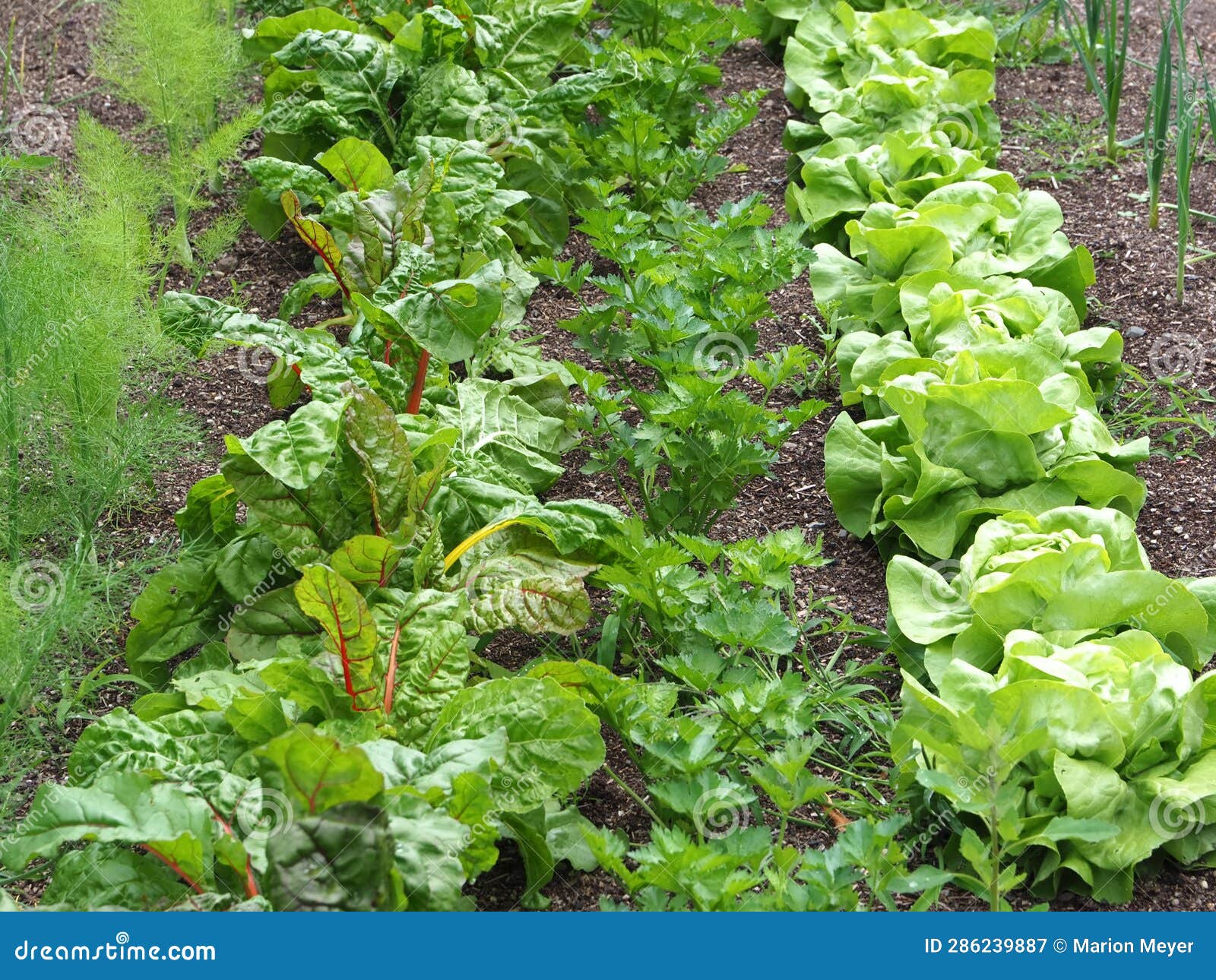 Vegetable Garden with Fresh Lettuces and Vegetables Growing in Rows ...