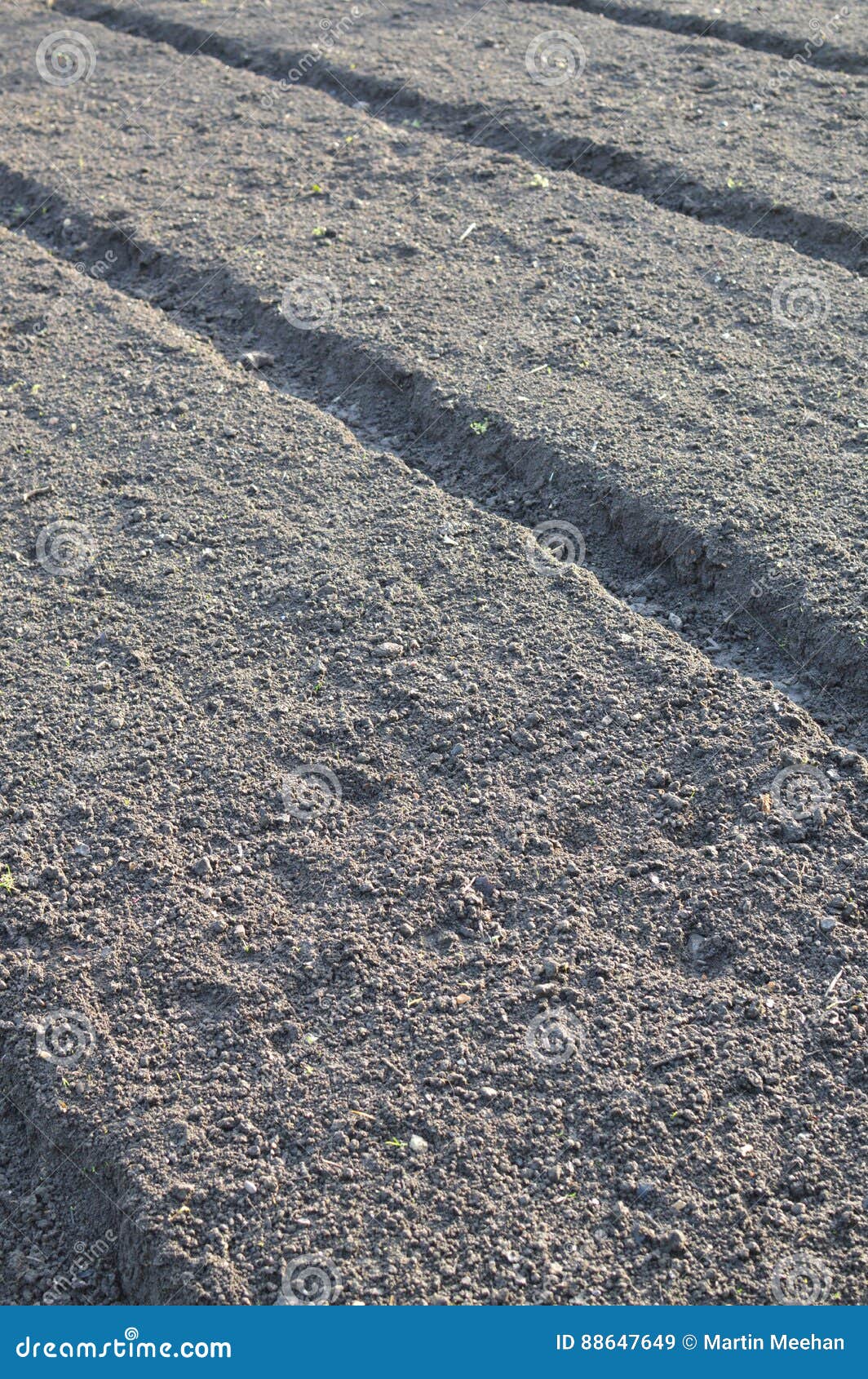 Vegetable garden furrow. stock image. Image of planting - 88647649