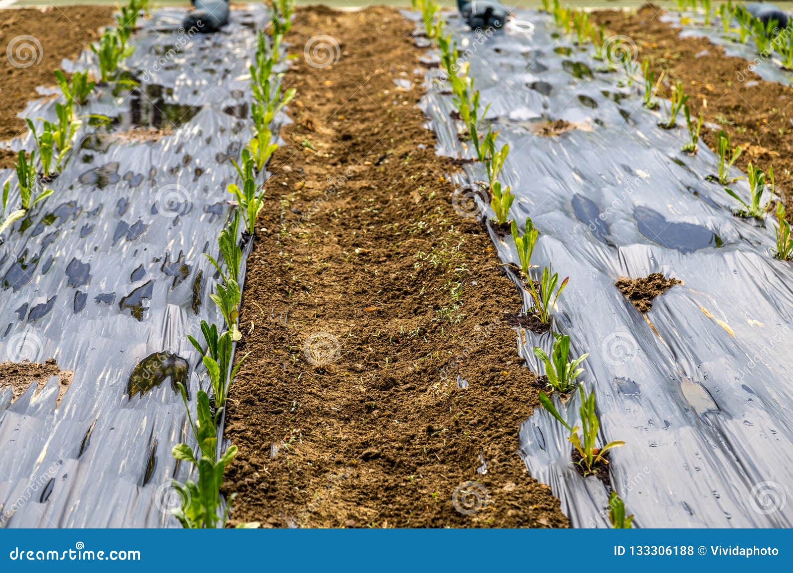Vegetable garden stock photo. Image of rows, vegetable - 133306188