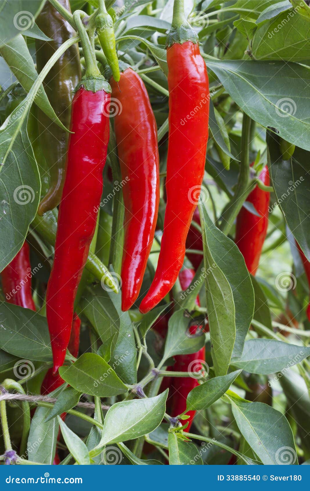 In Vegetable Garden Grows Bush with Pepper Stock Photo - Image of ...