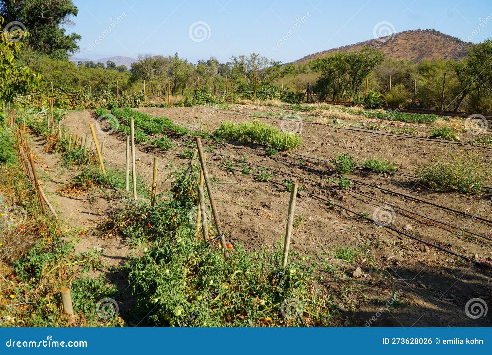 Vegetable garden stock photo. Image of holiday, onions - 273628026