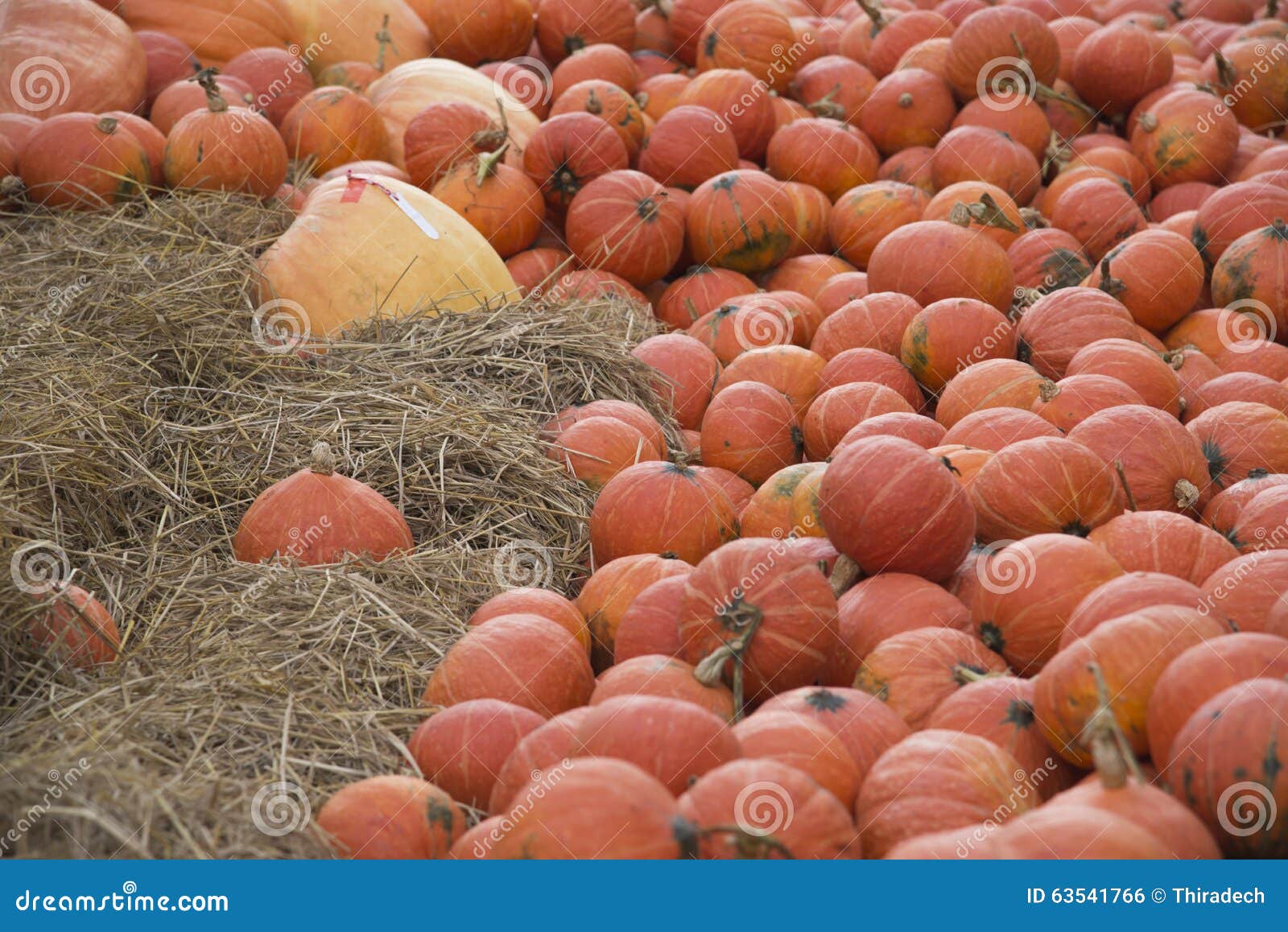 Vegetable garden stock photo. Image of immense, autumn - 63541766