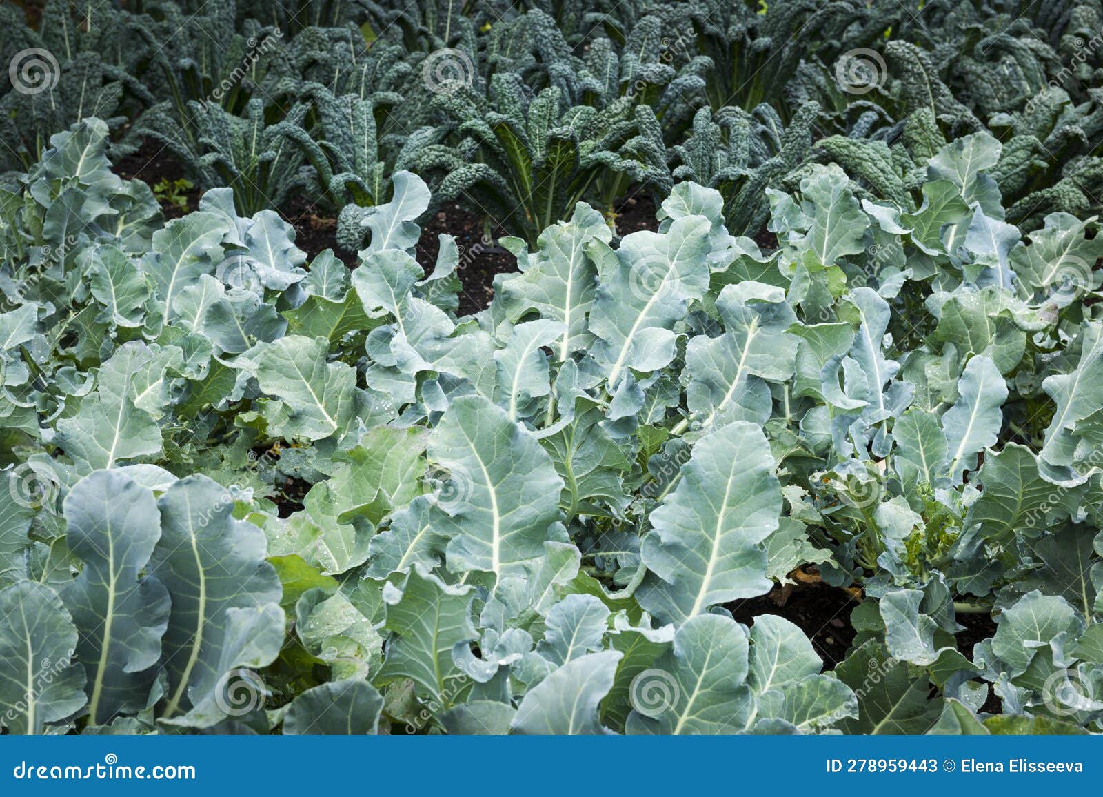 Vegetable Garden - Kale Plants Stock Image - Image of garden, kale ...