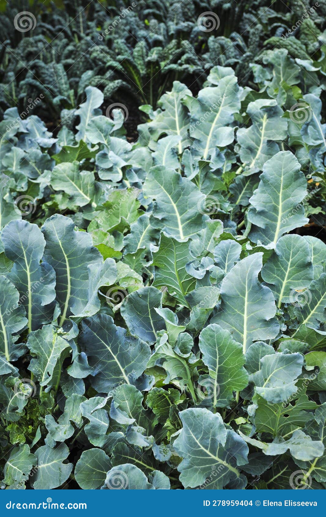 Vegetable garden - kale stock photo. Image of types - 278959404