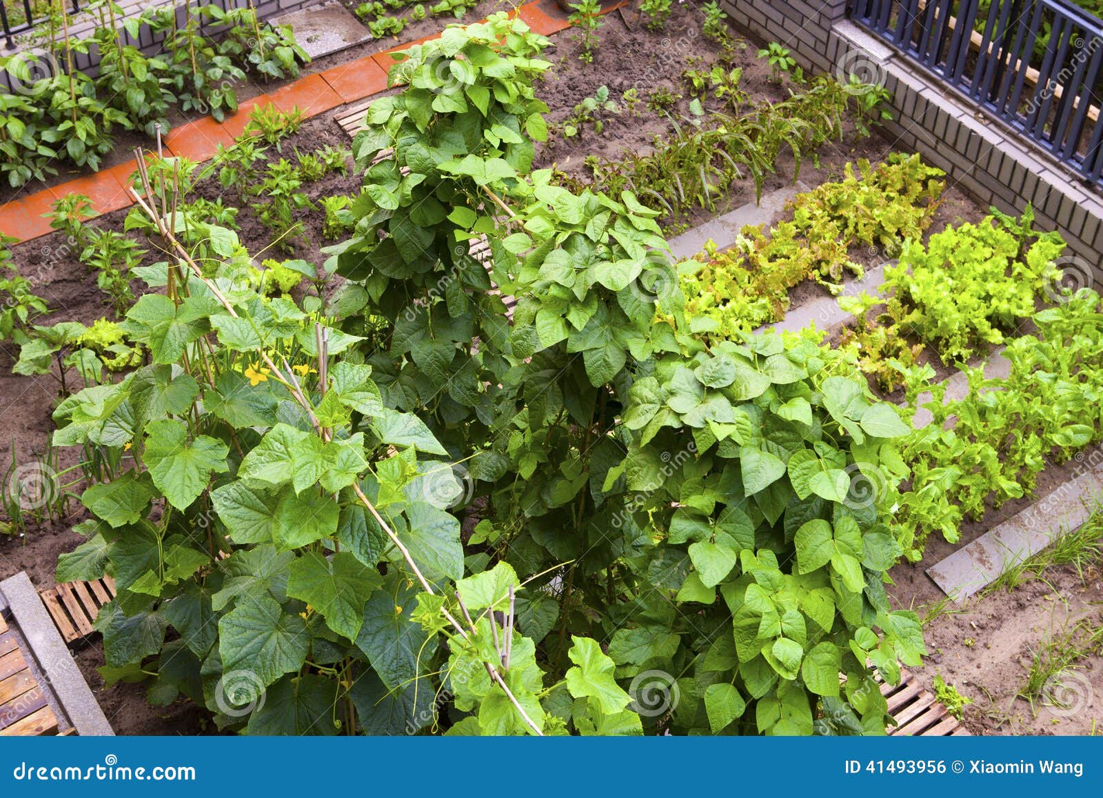 A vegetable garden. stock photo. Image of home, bamboo - 41493956