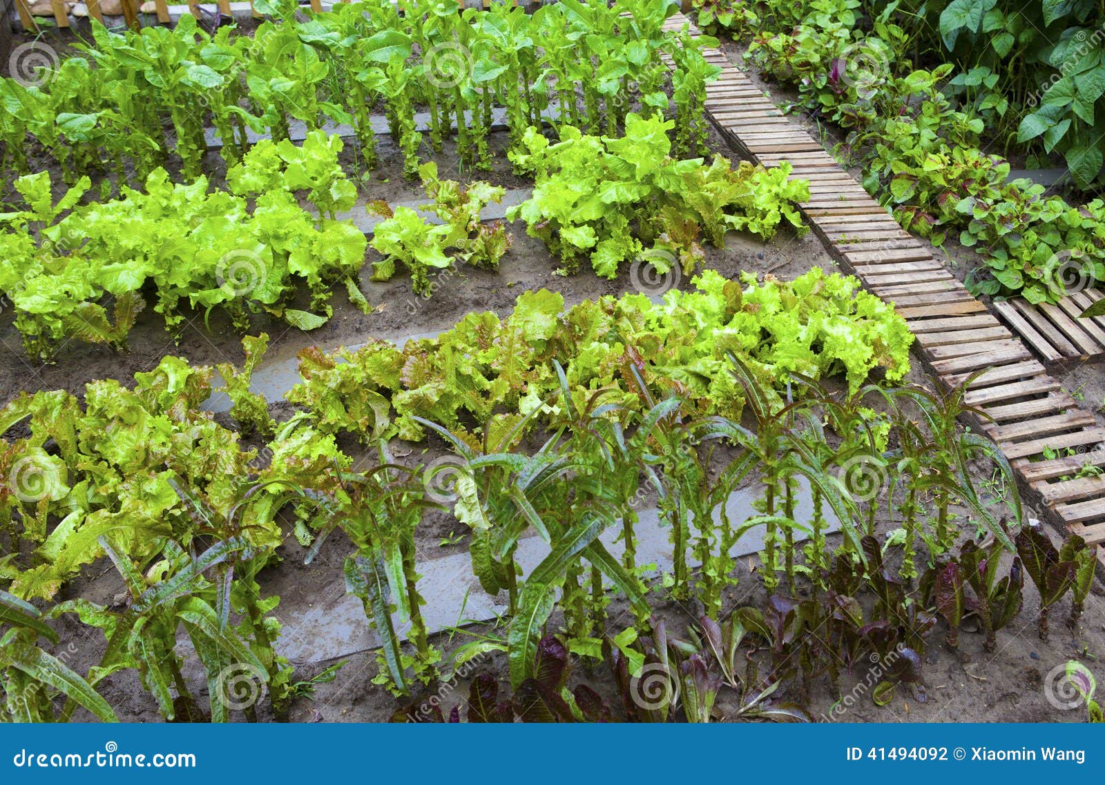 A vegetable garden. stock photo. Image of leaf, garden - 41494092