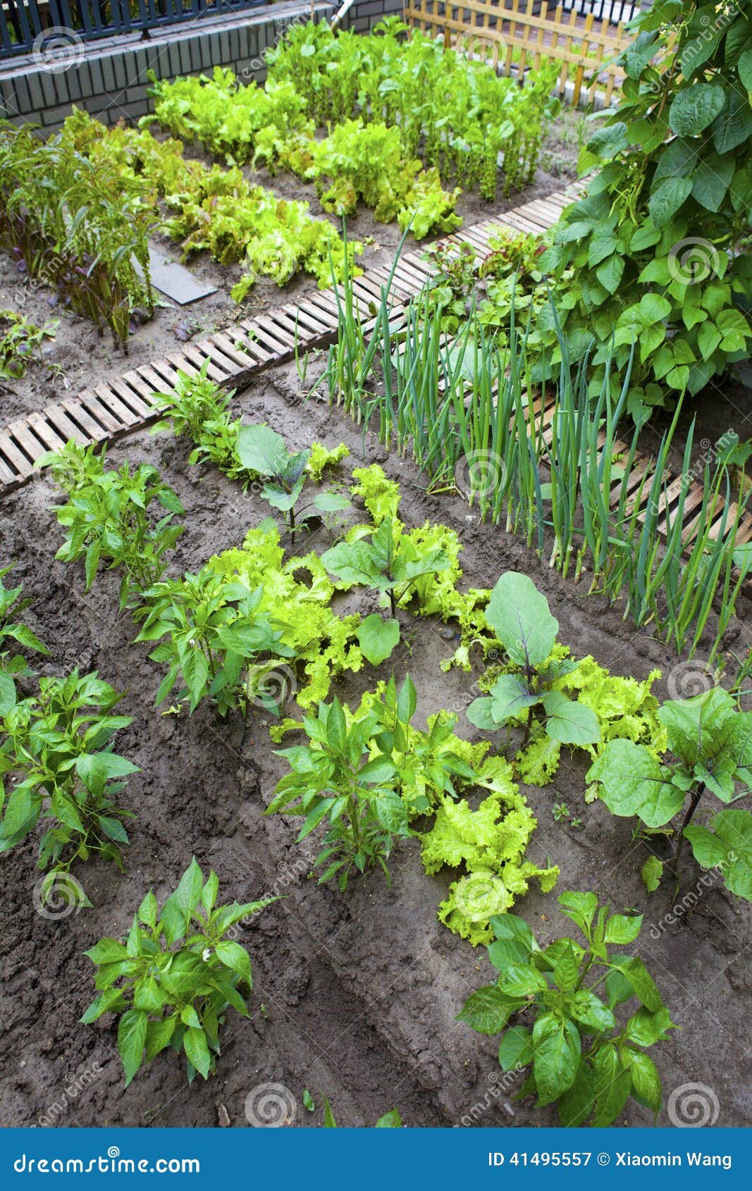 A vegetable garden. stock image. Image of green, color - 41495557