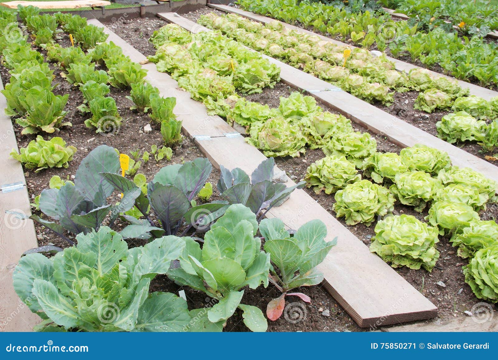Vegetable Garden with Lattuce and Cabbage Stock Image - Image of ...