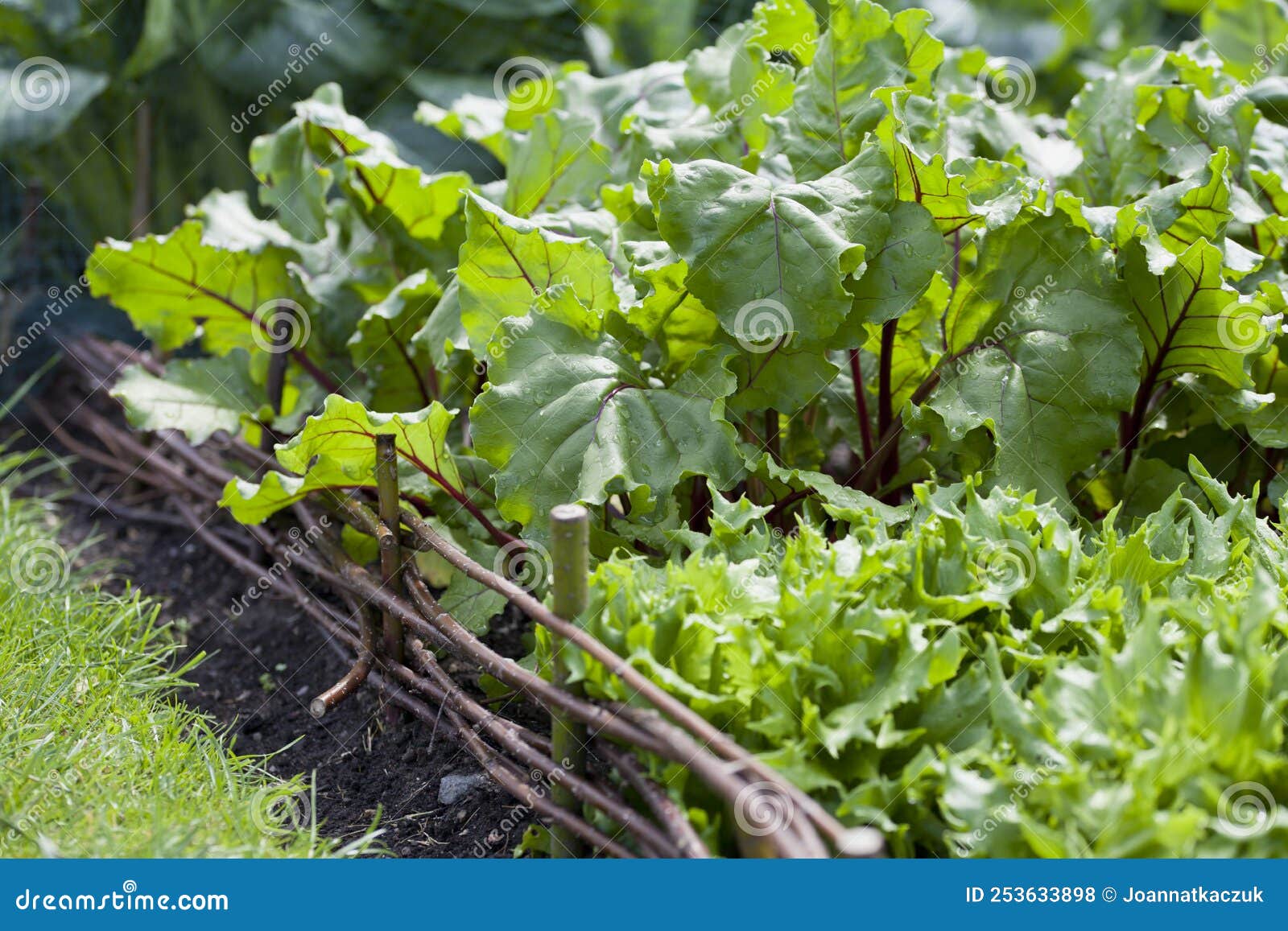 Vegetable Garden With Many Edible Plants Salad Leaves Like Lettuce