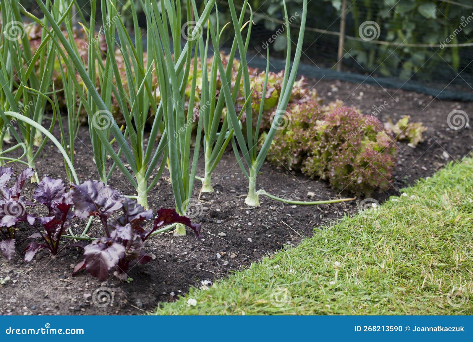 Vegetable Garden With Many Edible Plants Salad Leaves Like Lettuce