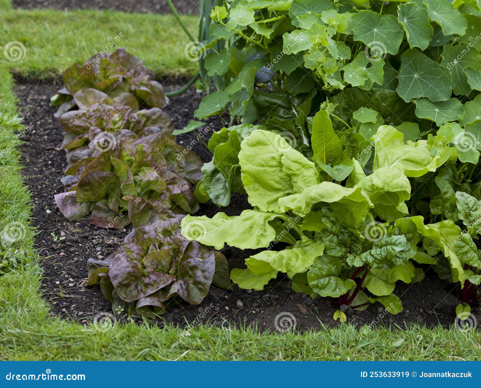 Vegetable Garden With Many Edible Plants Salad Leaves Like Lettuce