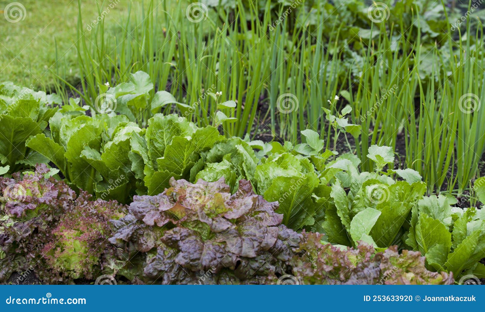 Vegetable Garden With Many Edible Plants Salad Leaves Like Lettuce