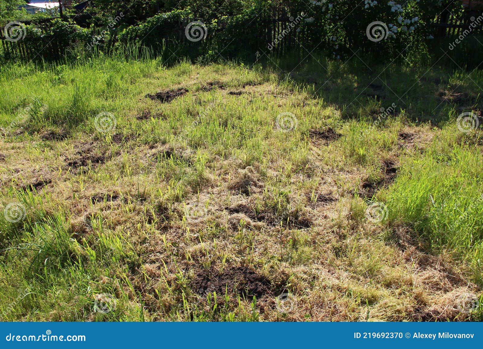 Vegetable Garden Overgrown with Weed Grass Stock Photo - Image of bunch ...
