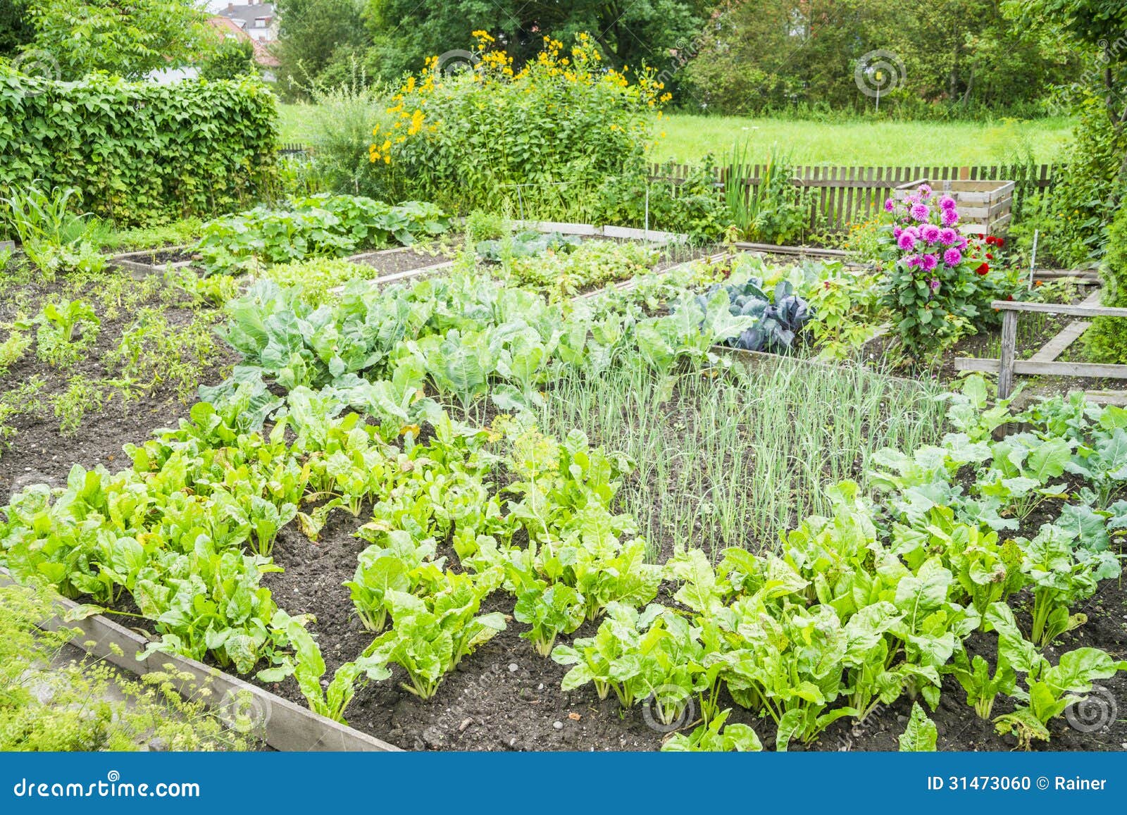 Vegetable Garden Patch stock photo. Image of outdoors - 31473060