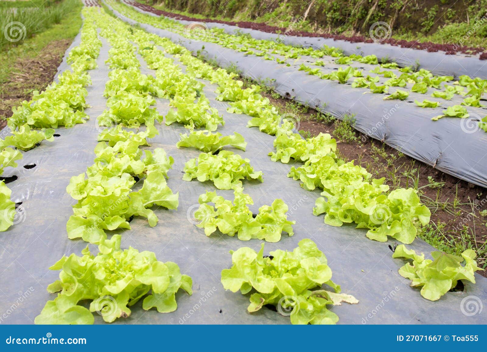 Vegetable Garden with Plastic Film Stock Image - Image of freshness ...
