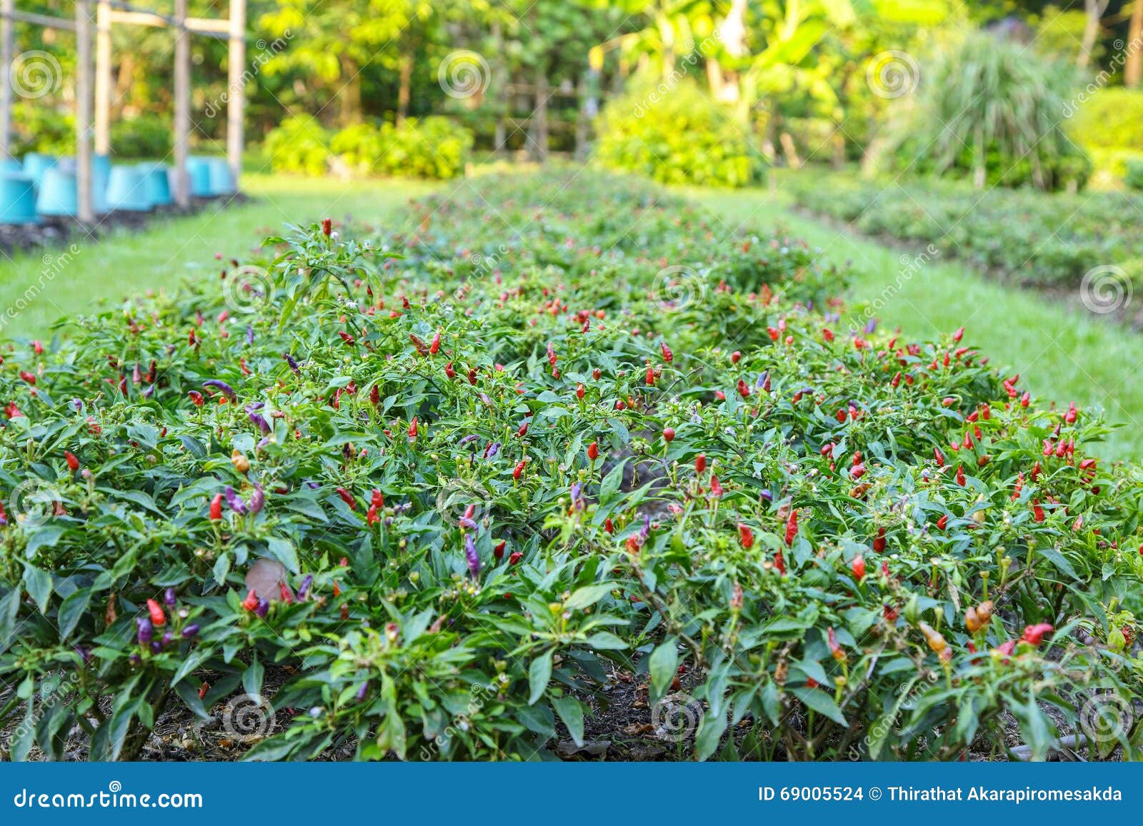 Vegetable garden plots stock photo. Image of earth, crossing - 69005524