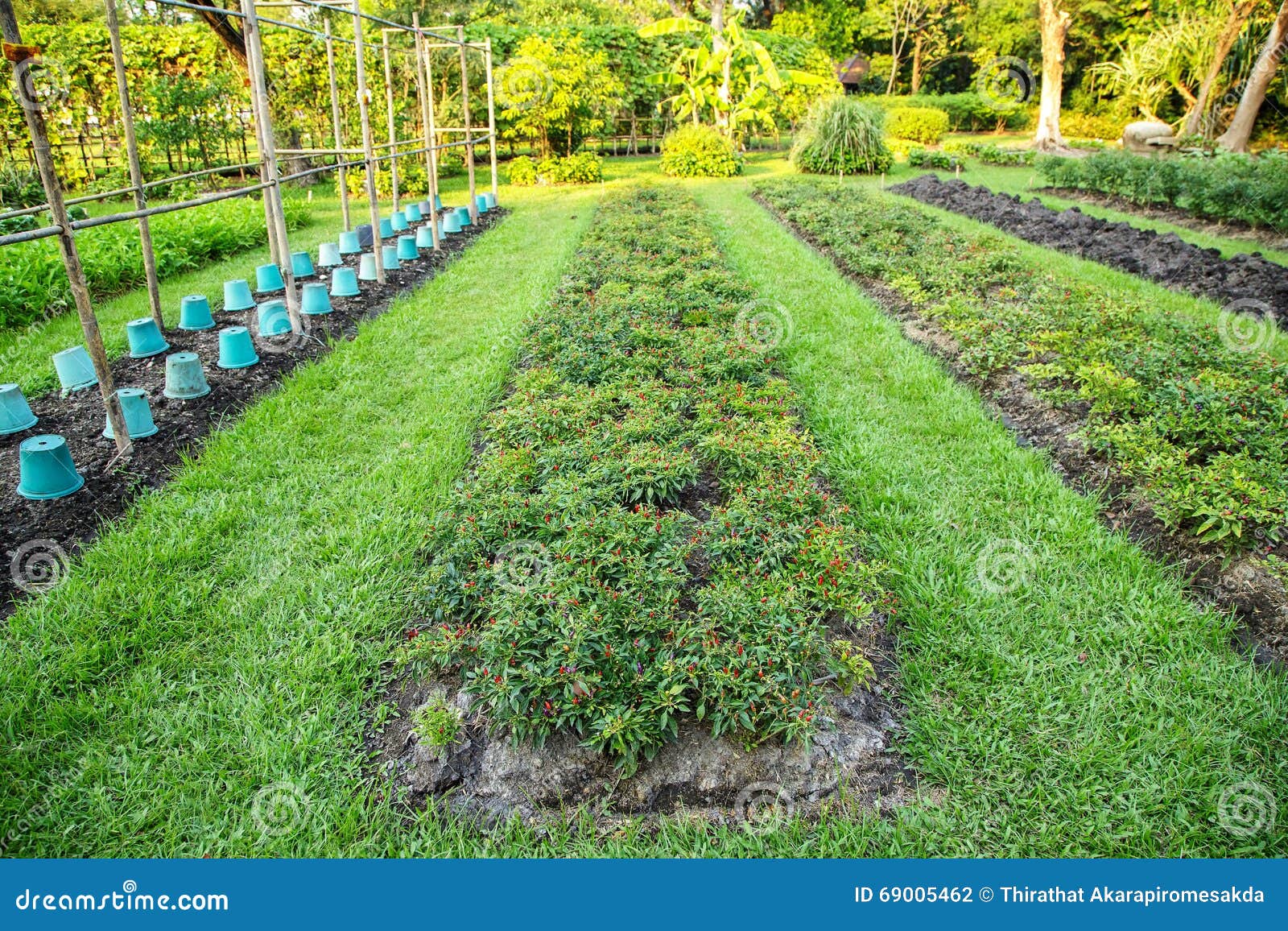 Vegetable garden plots stock photo. Image of dirt, nurture - 69005462