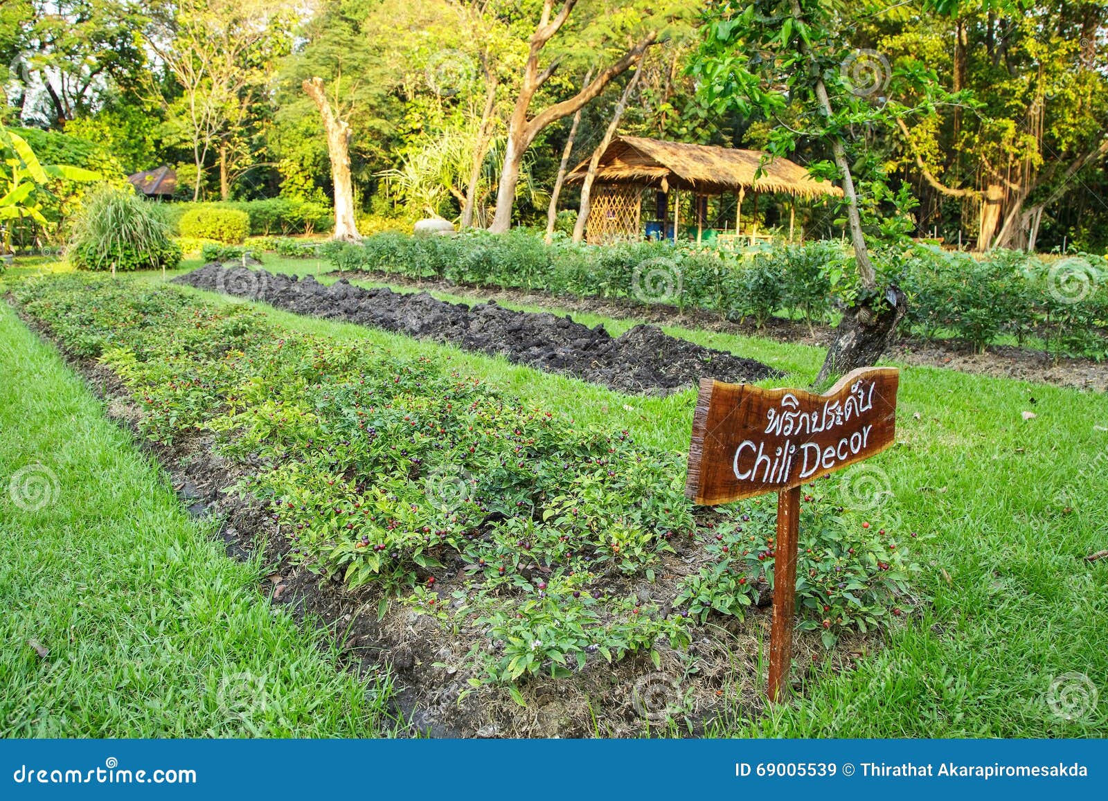 Vegetable garden plots stock image. Image of varieties - 69005539