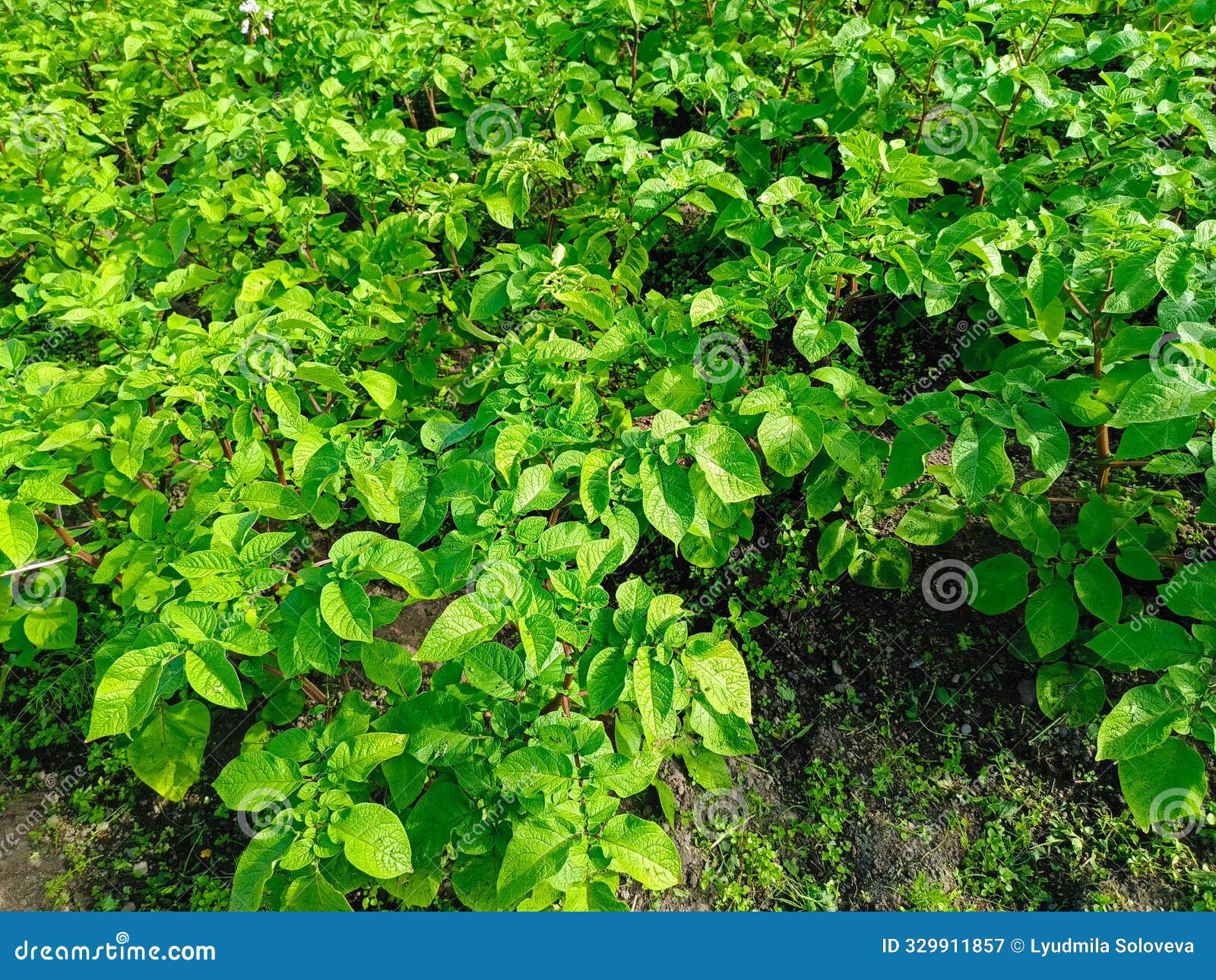 Long Rows Of Cucumber Vines To Grow Vertically In The Greenhouse ...